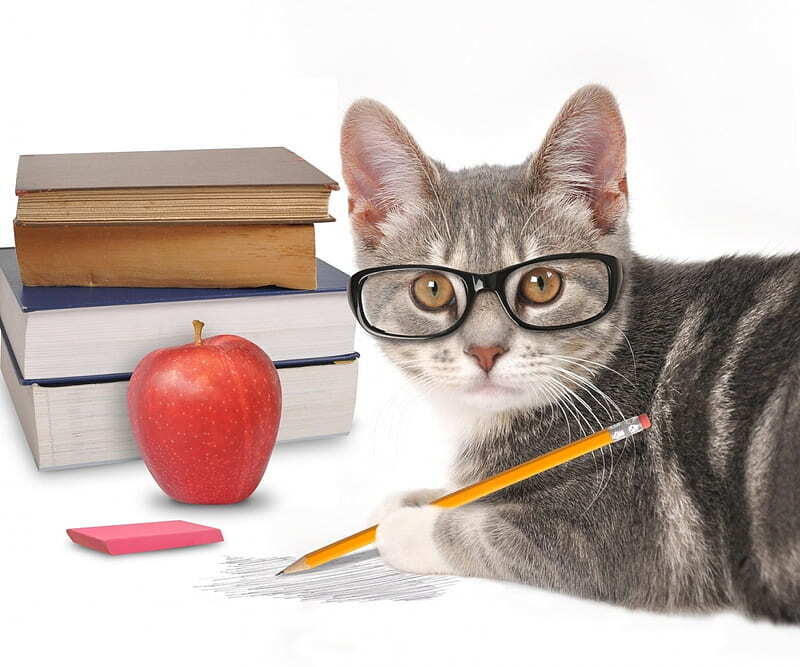 My talking kitten - AmazingTalker