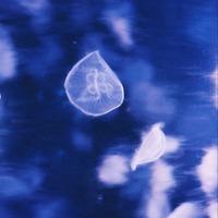 Eva Pan Econometrics 計量經濟學生 一對一線上數學家教 - AmazingTalker